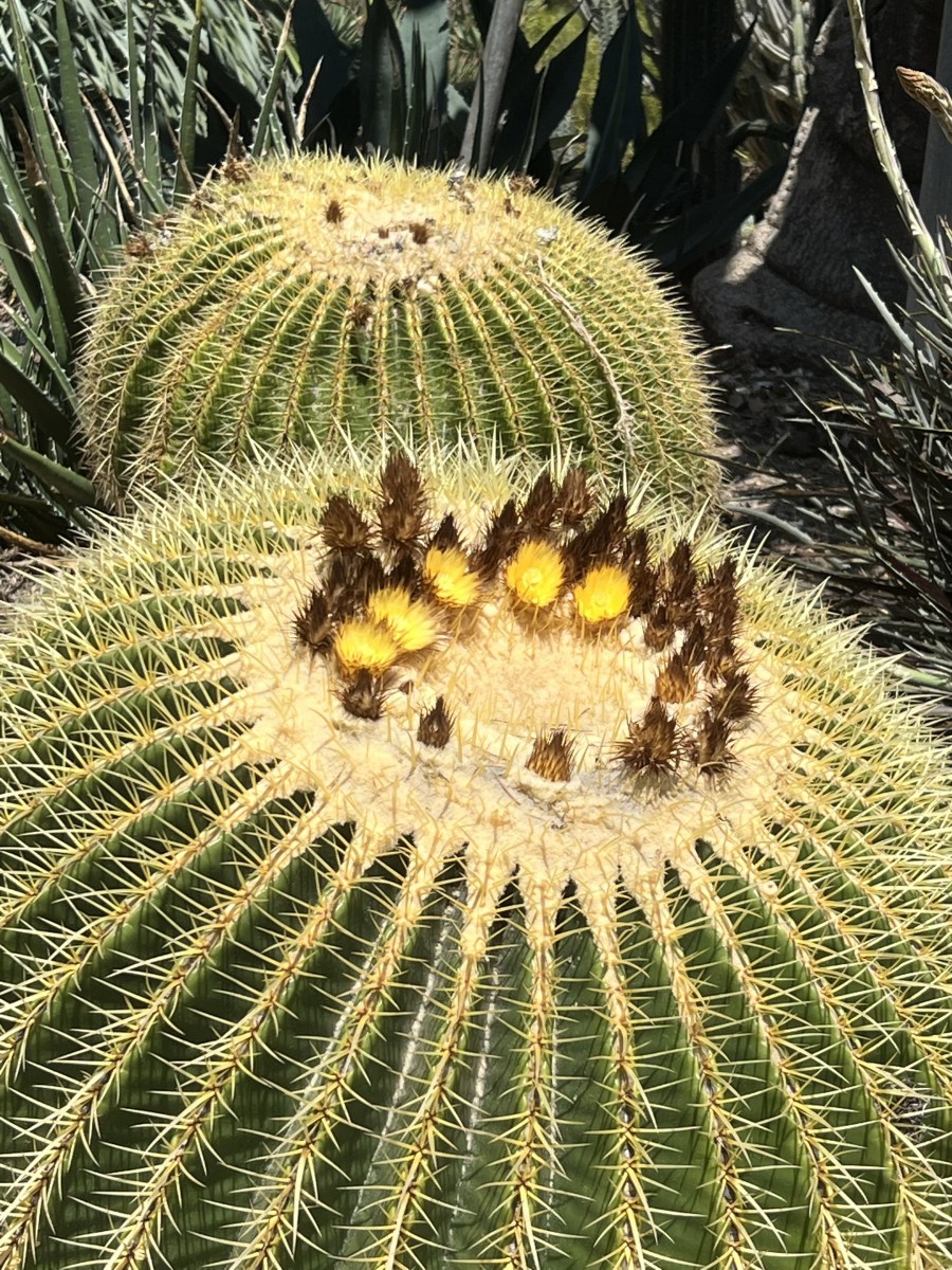 A Yoga Practice for Anahata Chakra – Yoga Cielo Stellato